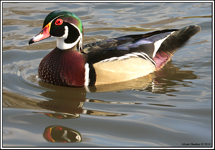 Birds of Kern County, California: A photo checklist