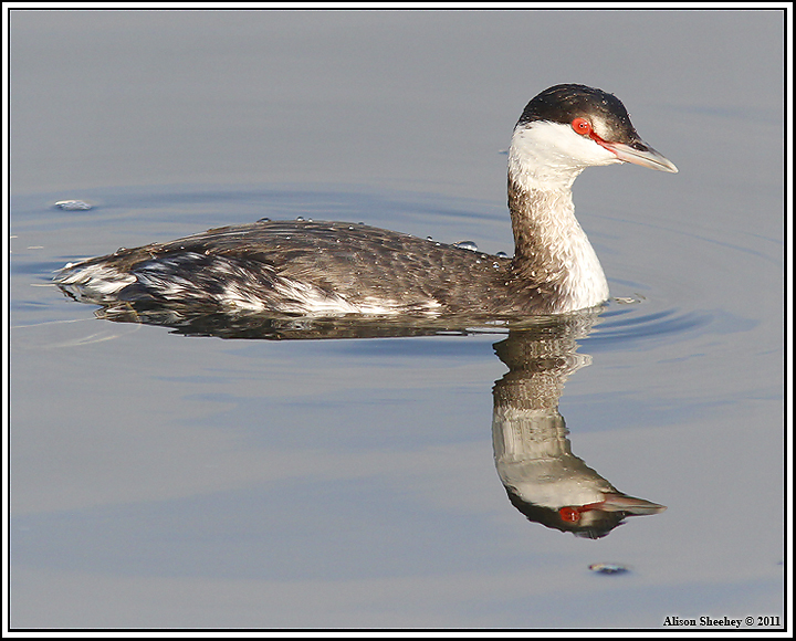 Birds of Kern County, California: A photo checklist