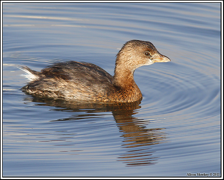 Birds of Kern County, California: A photo checklist